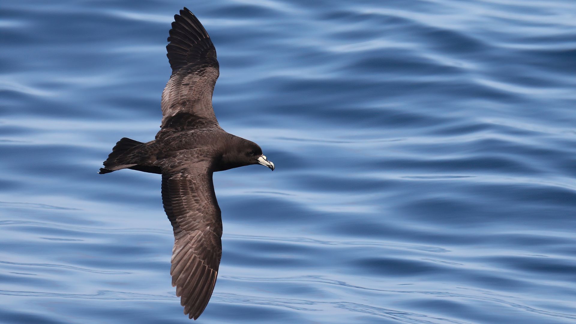 Tracking the Tākoketai | Live Ocean